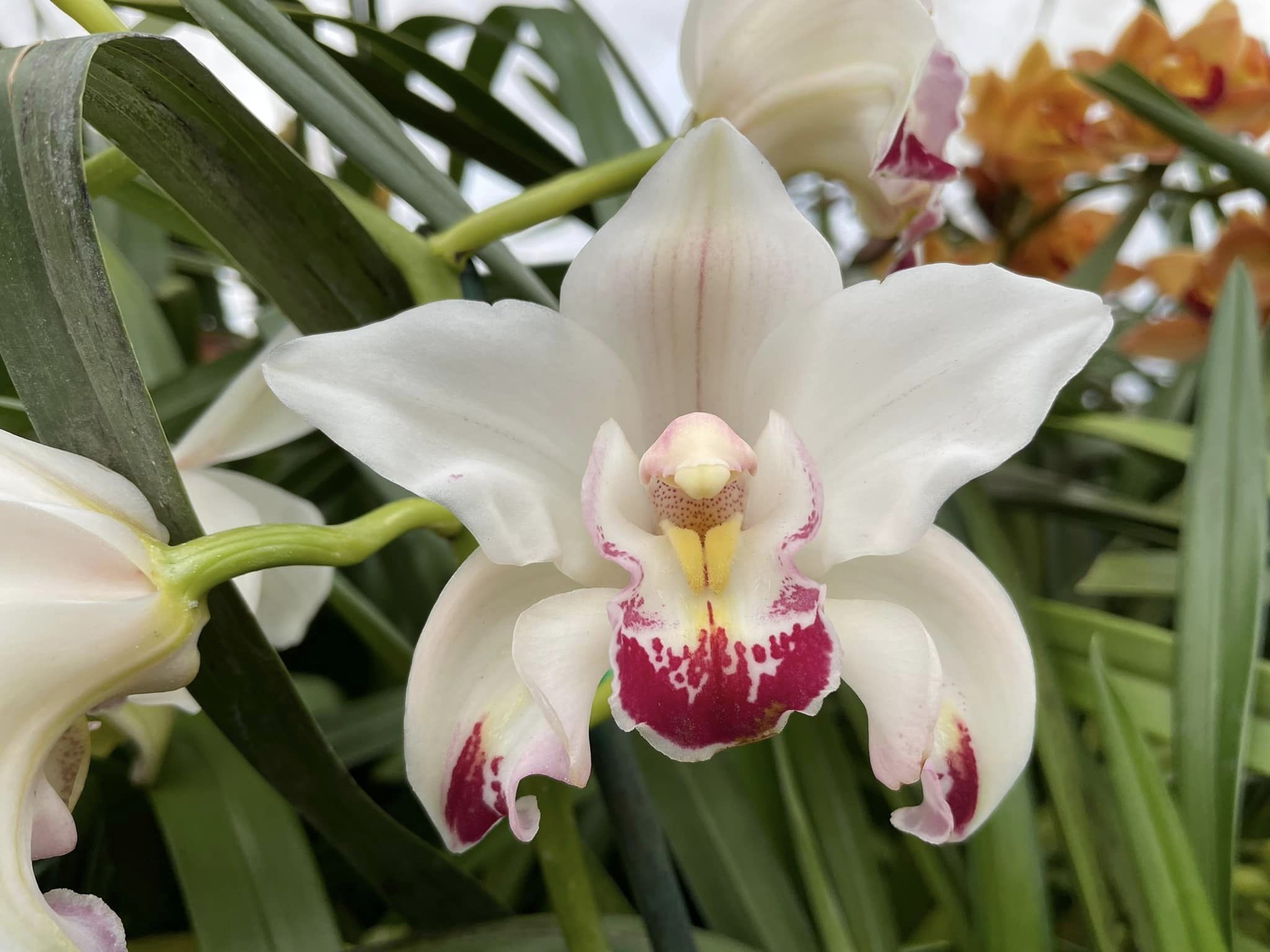 Orchid Design - Beautiful and Rare Orchids to Your Door Step! services ...